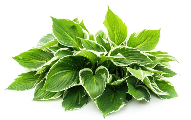 Premium Photo | Leafy Elegance Unveiling Hosta Generative AI Premium Photo | Leafy Elegance Unveiling Hosta Generative AI