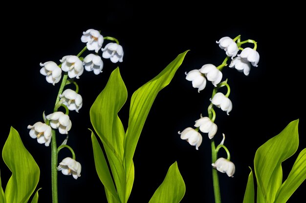 Premium Photo | Lily of the valley flower on black background Premium Photo | Lily of the valley flower on black background