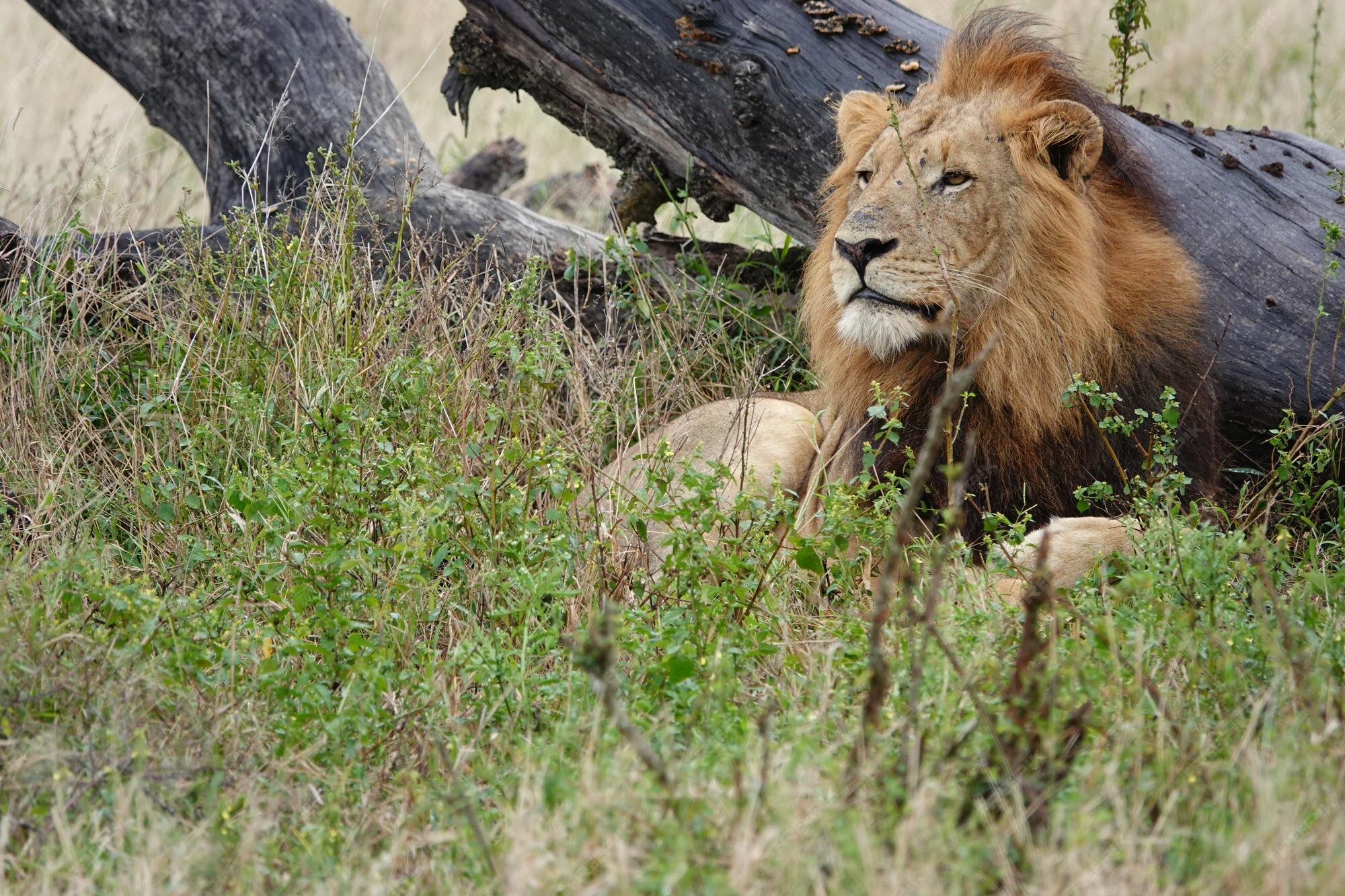 Premium Photo | Lion laying Premium Photo | Lion laying