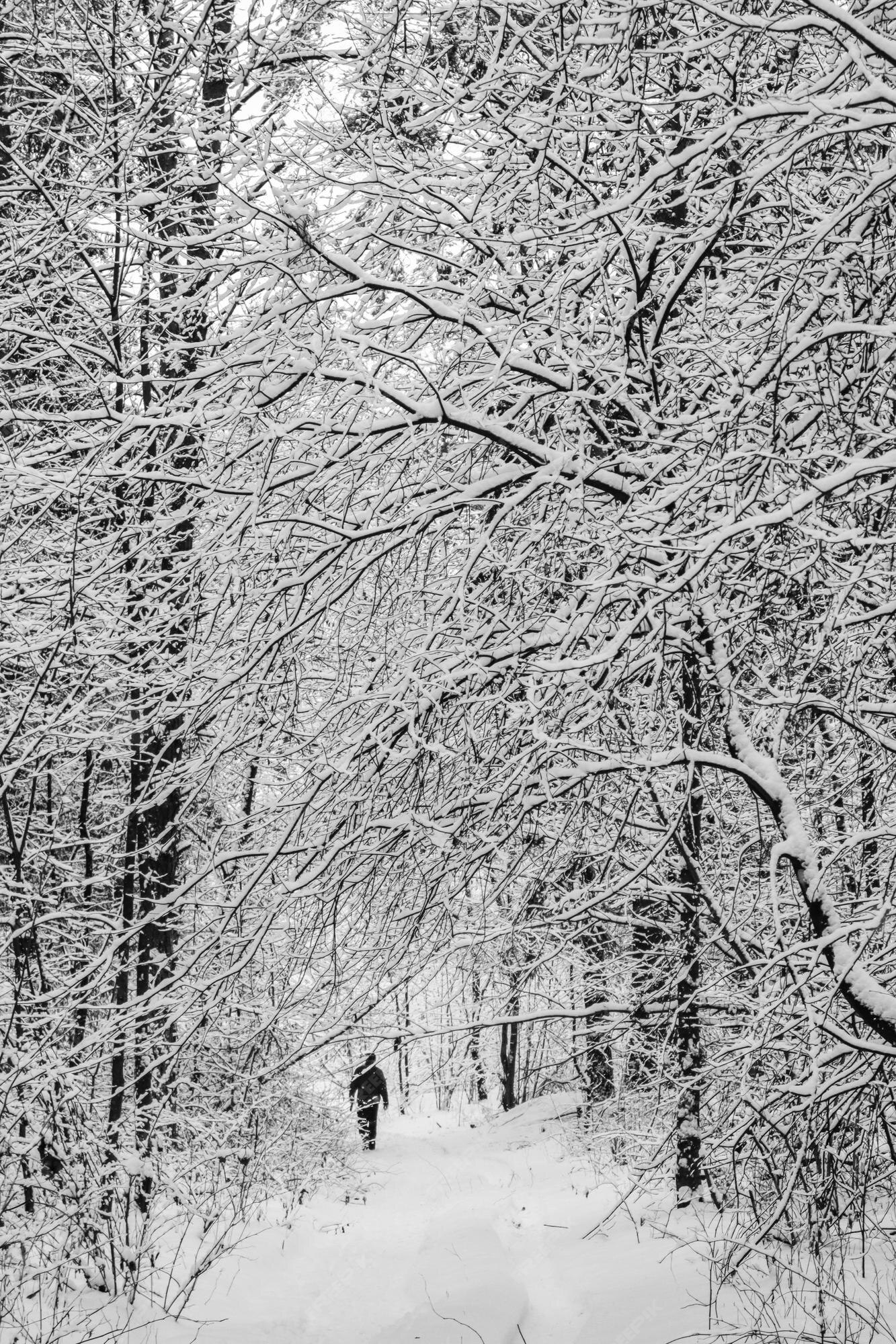 Premium Photo A Lot Of Thin Twigs Covered With Fluffy White Snow