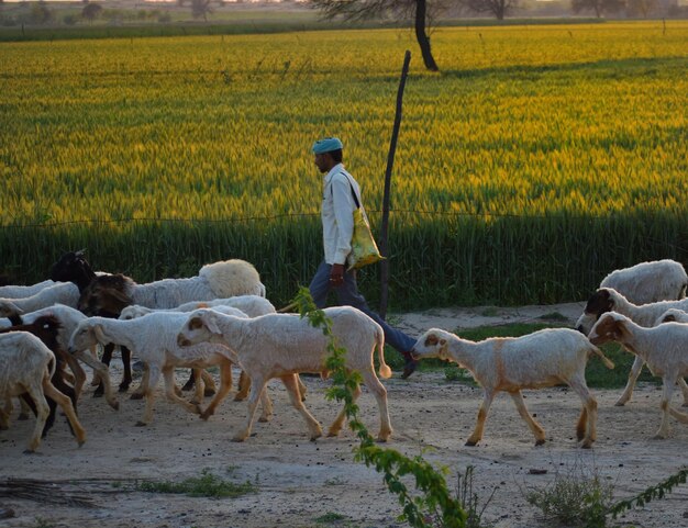 Premium Photo | Man with his herd of sheep Premium Photo | Man with his herd of sheep
