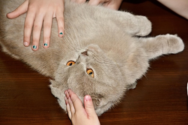 Premium Photo | Midsection of person holding cat Premium Photo | Midsection of person holding cat