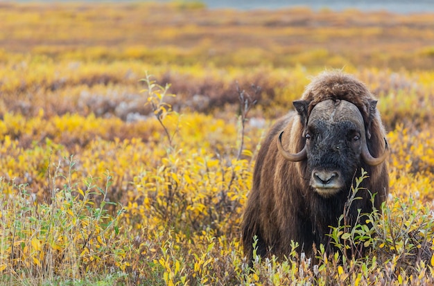 Premium Photo | Musk ox Premium Photo | Musk ox