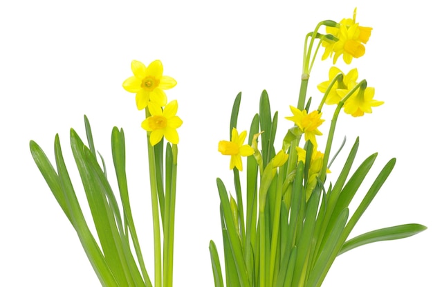 Premium Photo Narcissus