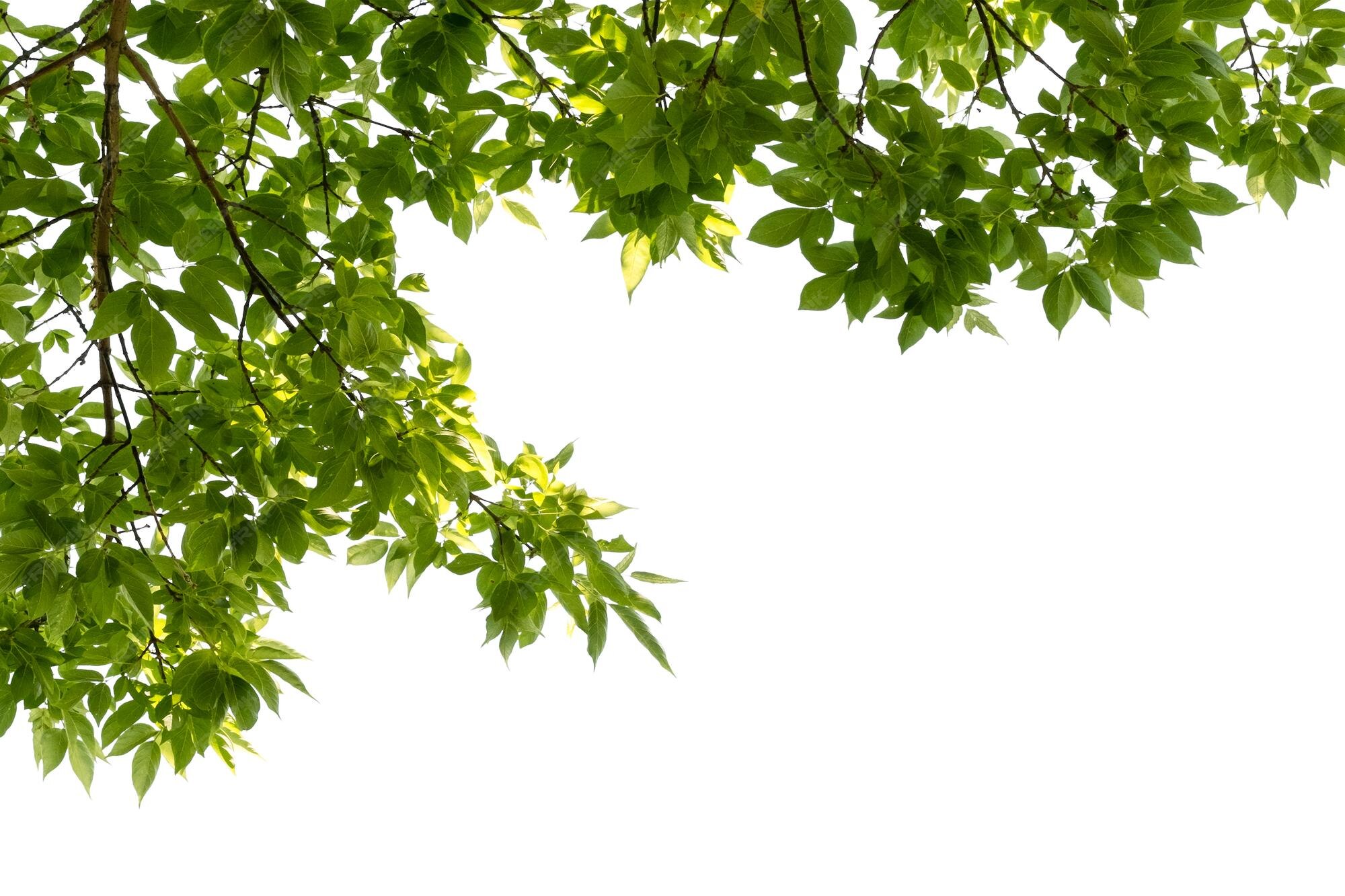 Premium Photo | Natural green background with selective focus green ... Premium Photo | Natural green background with selective focus green ...