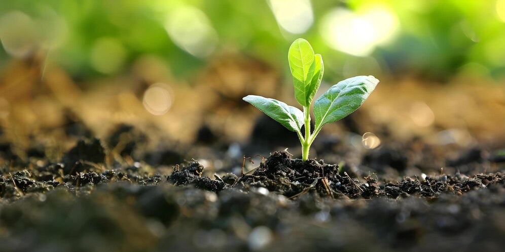 Nurturing a small seed in fertile soil for growth and flourishing ... Nurturing a small seed in fertile soil for growth and flourishing ...