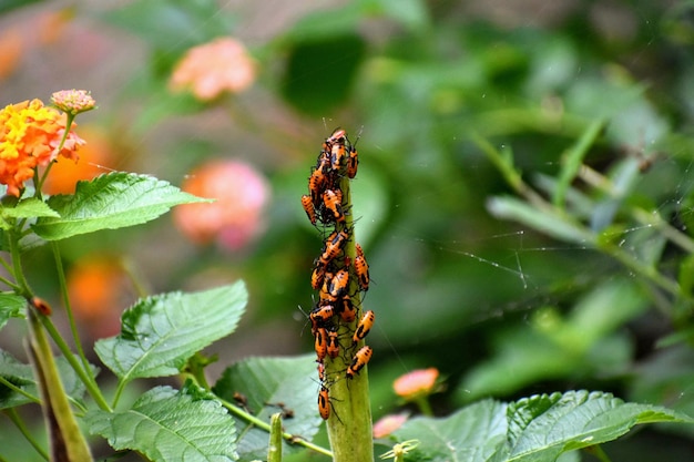 Premium Photo | Orange and black bugs on butterfly plant Premium Photo | Orange and black bugs on butterfly plant