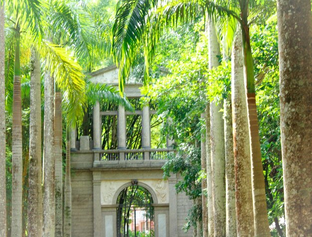 Premium Photo | Palm trees in rows Premium Photo | Palm trees in rows