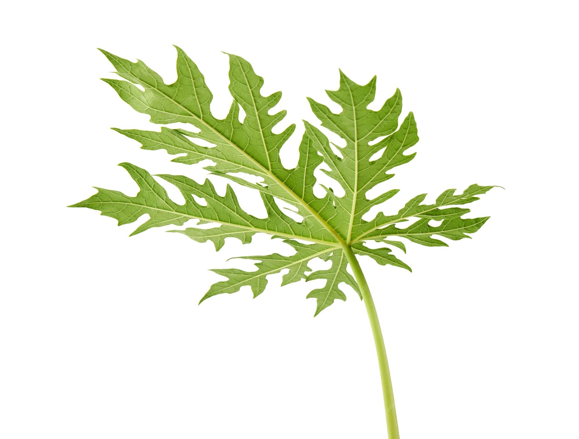 Premium Photo | Papaya leaf, green papaya leaves, tropical foliage ... Premium Photo | Papaya leaf, green papaya leaves, tropical foliage ...