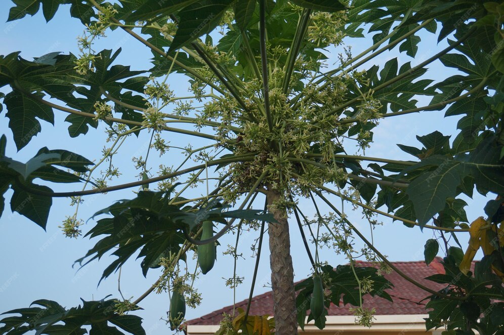 Premium Photo | Papaya tree growing on tree Premium Photo | Papaya tree growing on tree