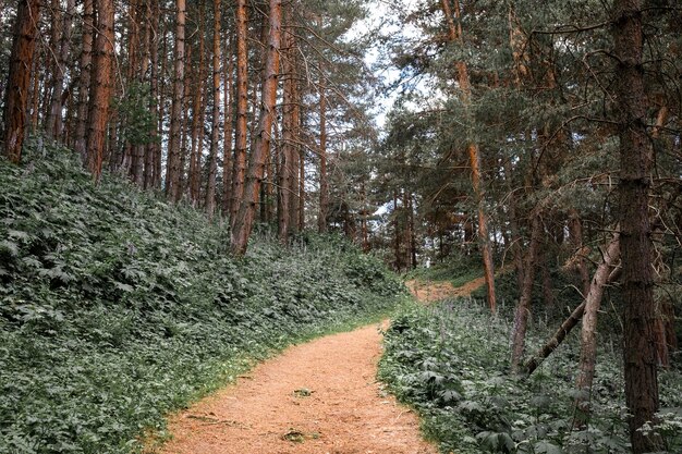 Premium Photo | Path through a beautiful pine forest Premium Photo | Path through a beautiful pine forest