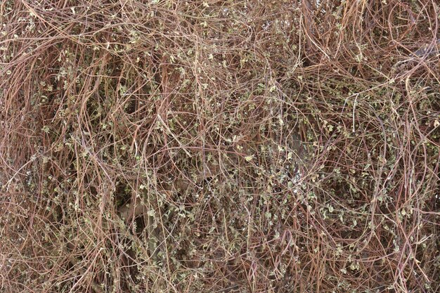 Premium Photo | Pile of dry twigs. Premium Photo | Pile of dry twigs.
