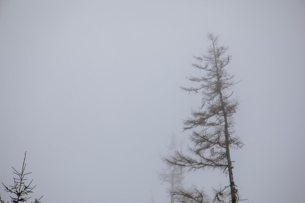 Premium Photo | Pine trees silhouette in mist Premium Photo | Pine trees silhouette in mist