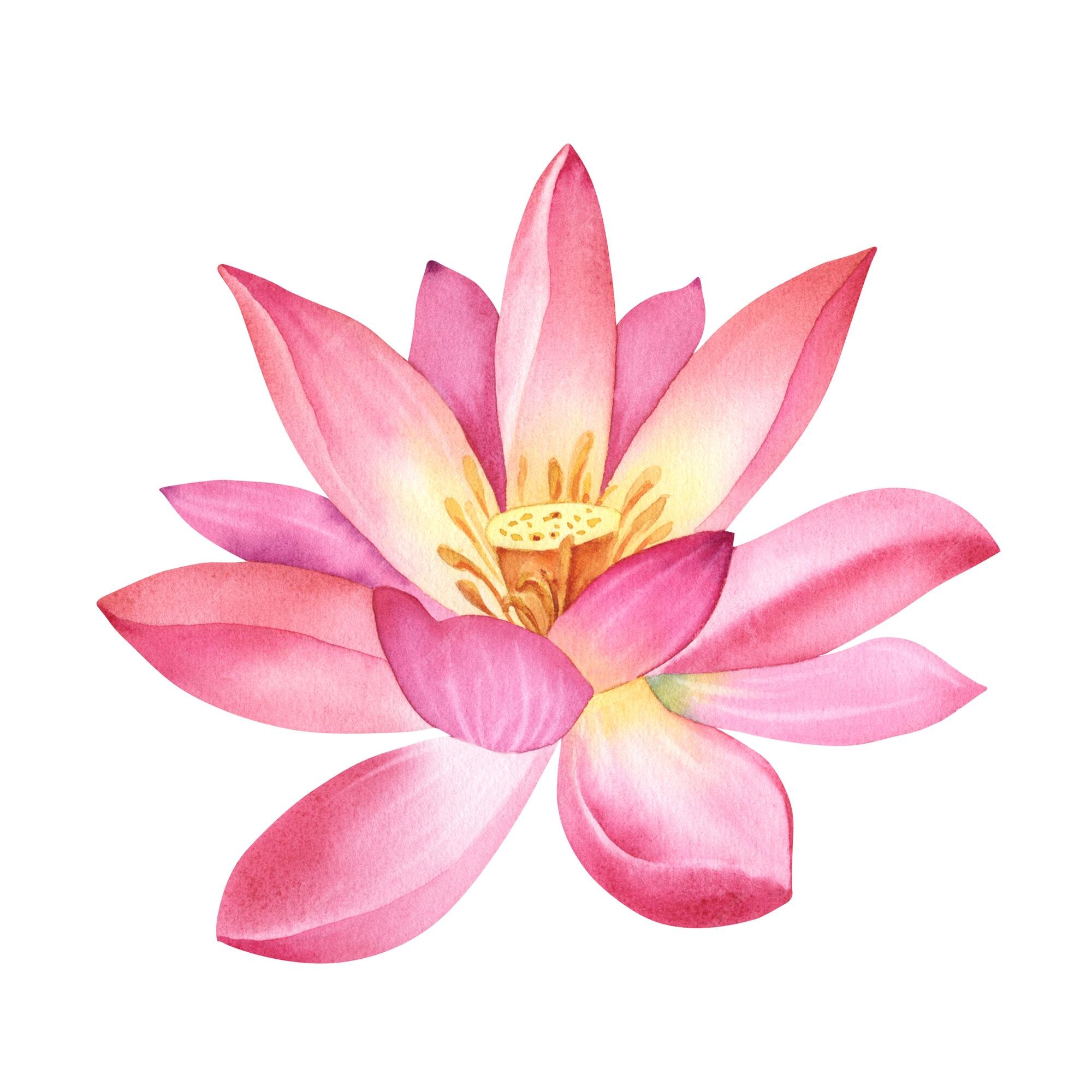 Premium Photo Pink Lotus Flower On An Isolated White Background
