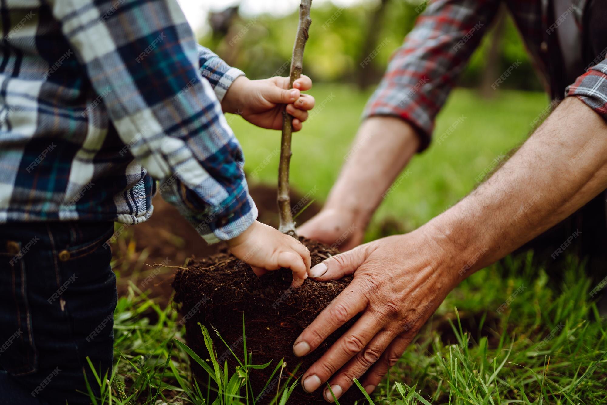 Premium Photo | Planting a family tree hands of grandfather and little ... Premium Photo | Planting a family tree hands of grandfather and little ...