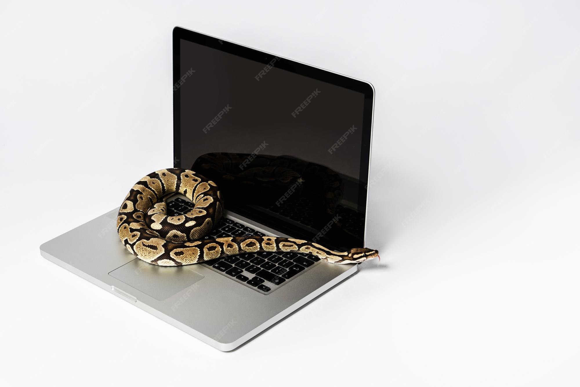 Premium Photo | Real python snake and laptop computer concept of using ...