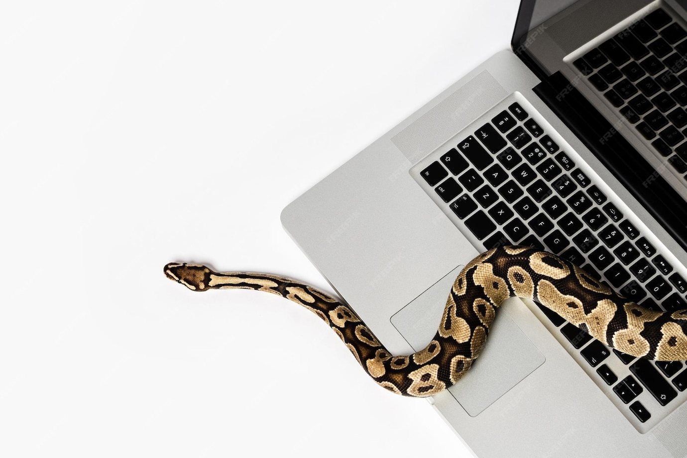 Premium Photo | Real python snake and laptop computer concept of using ...