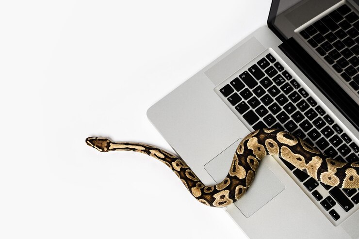 Premium Photo | Real python snake and laptop computer concept of using highlevel programming ...