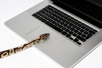 Premium Photo | Real python snake and laptop computer concept of using ...