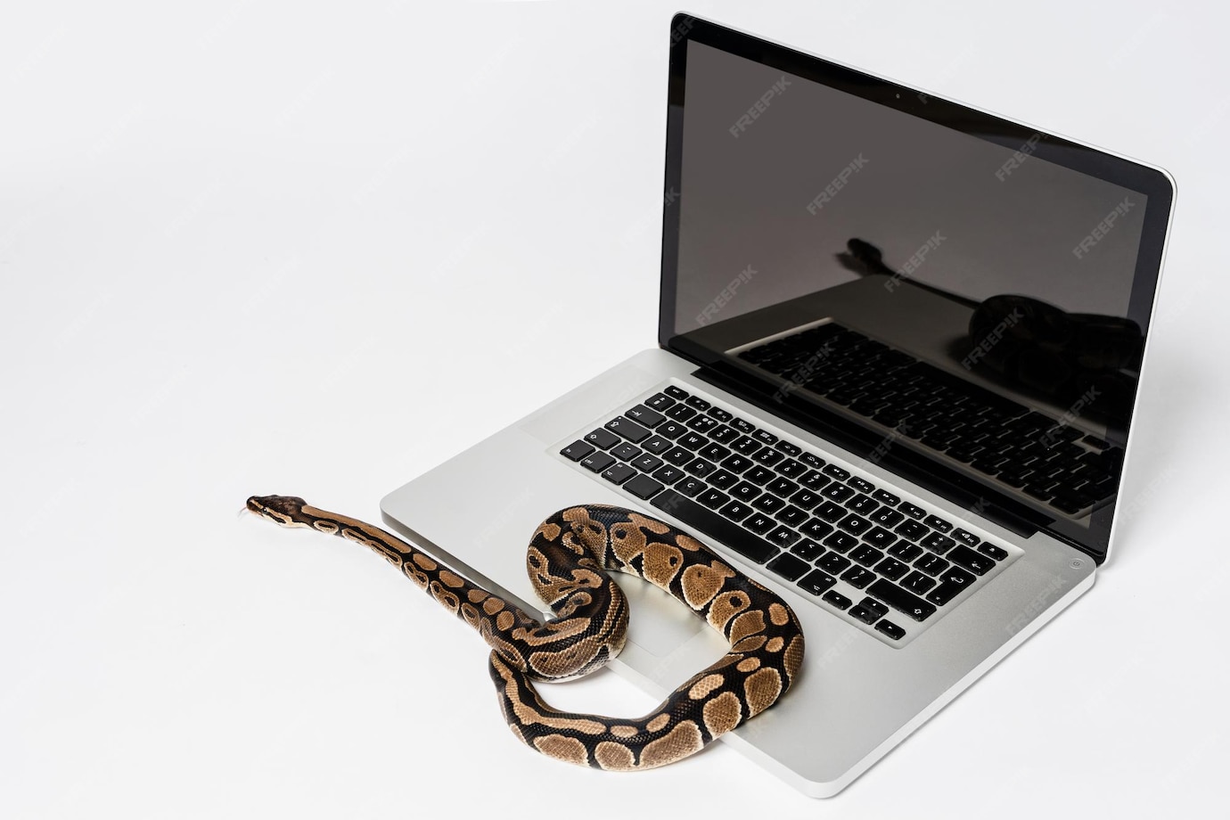 Premium Photo | Real python snake and laptop computer concept of using ...