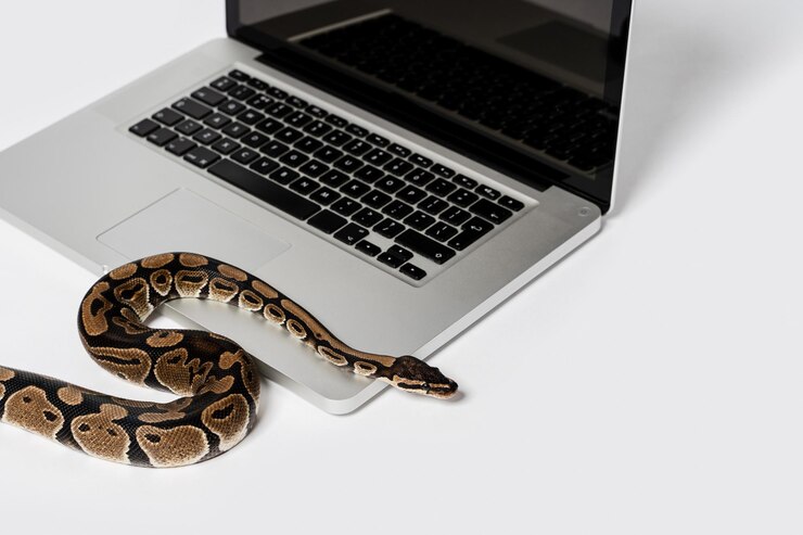 Premium Photo | Real python snake and laptop computer concept of using highlevel programming ...