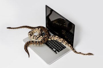 Premium Photo | Real python snakes and laptop computer concept of using ...