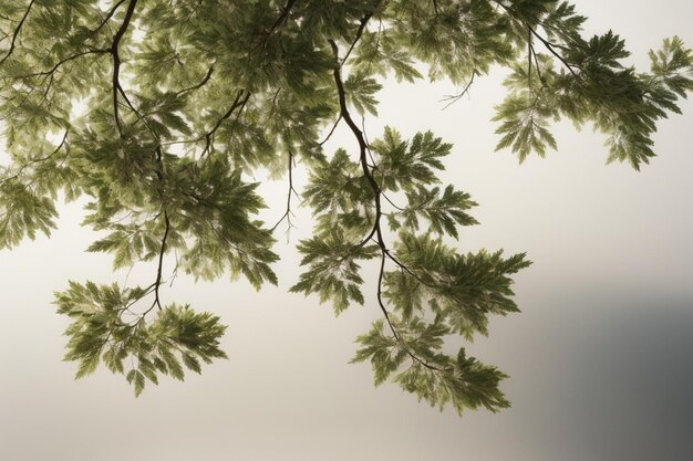 Premium Photo | Realistic tree branches shadow blur isolate on ... Premium Photo | Realistic tree branches shadow blur isolate on ...