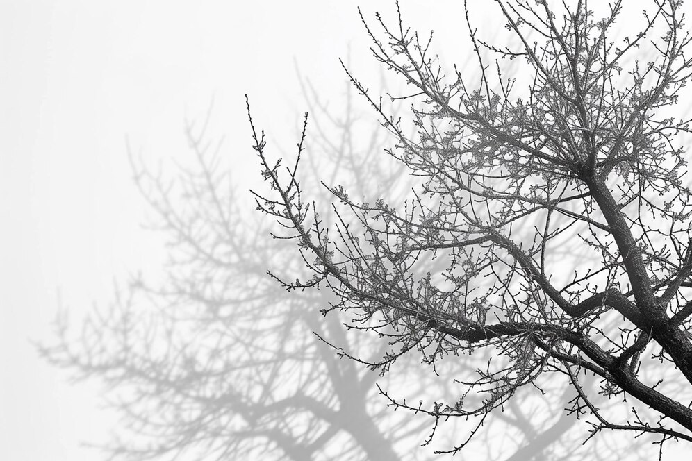 Premium Photo | Realistic tree branches shadow blur isolate on ... Premium Photo | Realistic tree branches shadow blur isolate on ...