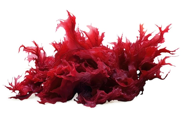 Premium Photo | Red Algae Algae On White Background Generative AI Premium Photo | Red Algae Algae On White Background Generative AI