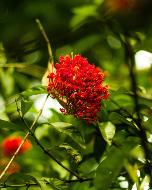 Premium Photo | Red means brave but still beautiful Premium Photo | Red means brave but still beautiful