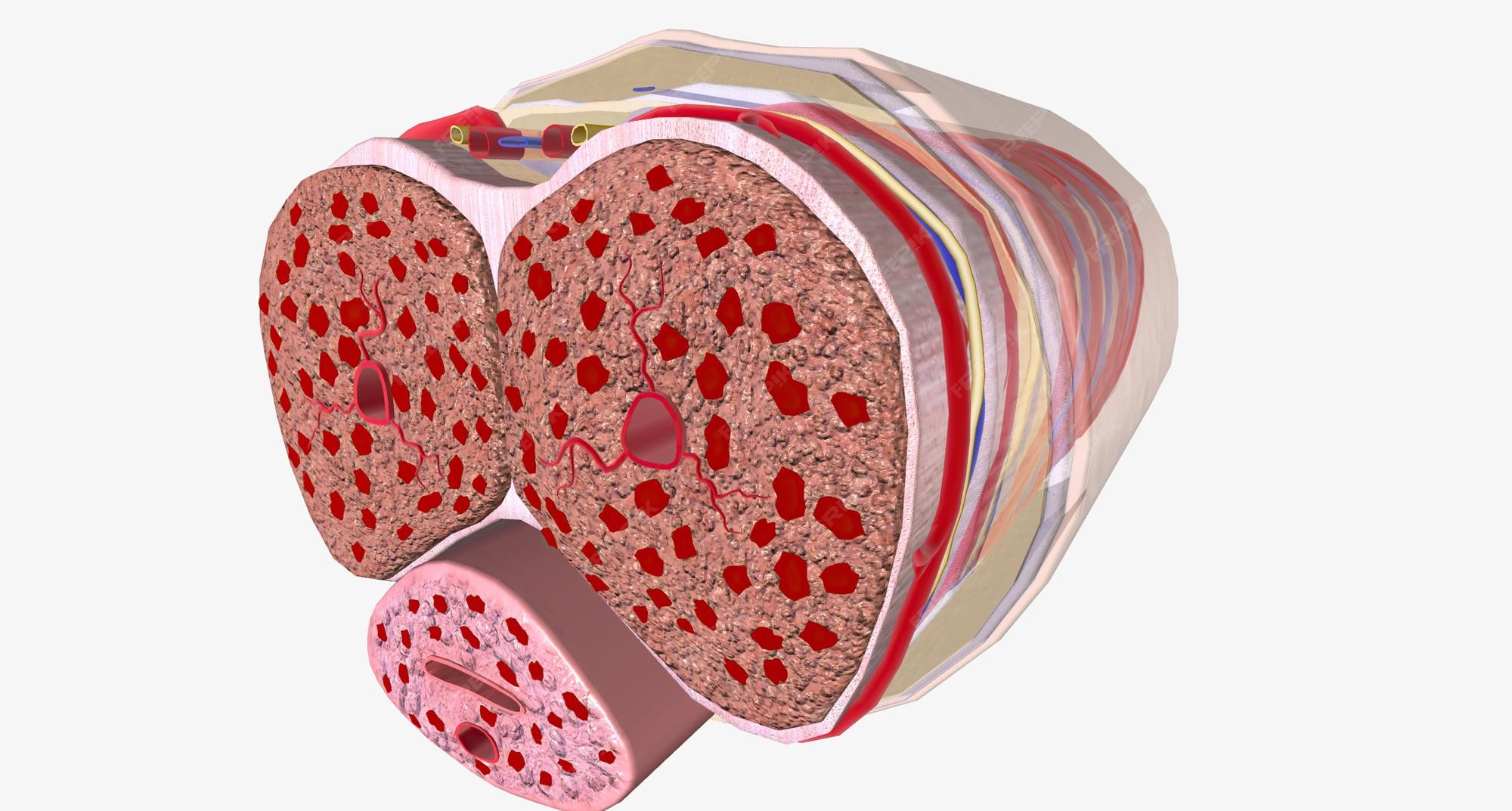 Premium Photo | Regular Erection Penis Cross Section Premium Photo | Regular Erection Penis Cross Section