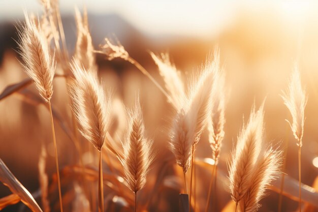 Premium Photo | Rustic Radiance Grainy Elegance Premium Photo | Rustic Radiance Grainy Elegance