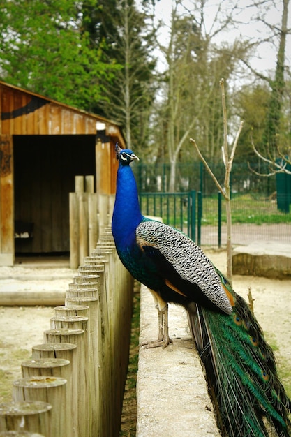 Premium Photo Side View Of A Peacock