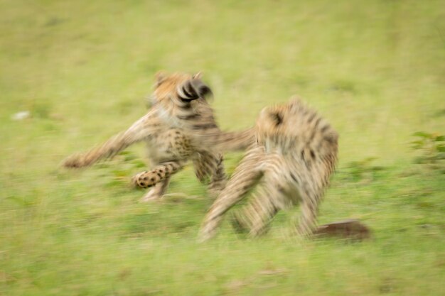 Premium Photo | Slow pan of two cheetah cubs racing Premium Photo | Slow pan of two cheetah cubs racing