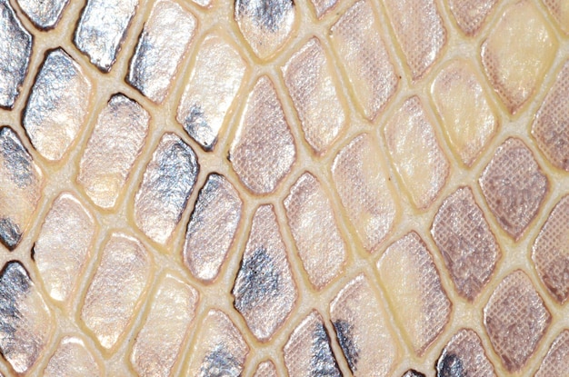 Premium Photo | Snake skin seamless pattern texture Premium Photo | Snake skin seamless pattern texture