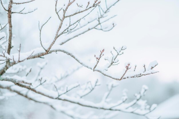 Premium Photo | Snow on the branch of a tree Premium Photo | Snow on the branch of a tree