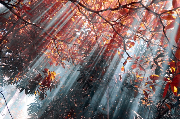Premium Photo | Sunbeams passing through autumn tree Premium Photo | Sunbeams passing through autumn tree