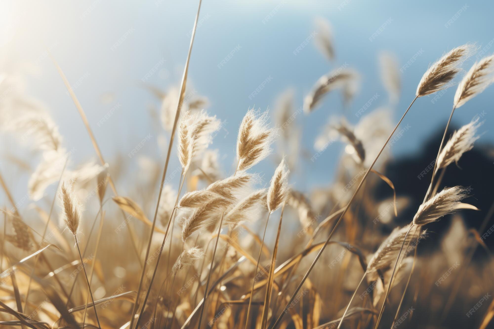 Premium Ai Image Tall Grass Blowing In The Wind In Front Of A Blue Sky