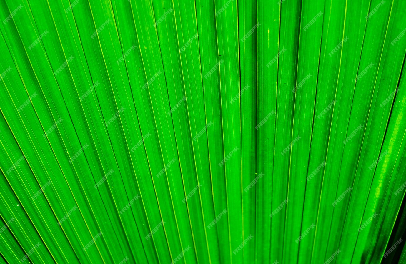 Premium Photo The Texture Of The Palm Leaf The Texture Of The Leaf