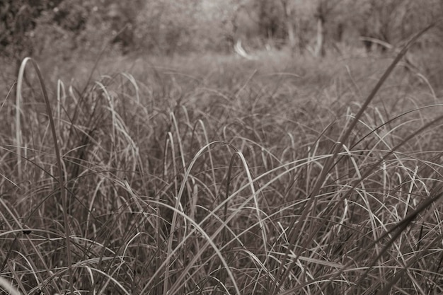 Premium Photo Thick Tall Green Grass In The Meadow Selective Focus