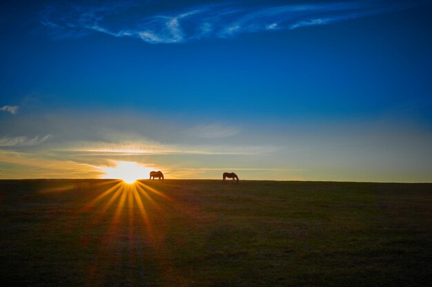 Premium Photo | Thoroughbred horses grazing with the setting sun Premium Photo | Thoroughbred horses grazing with the setting sun