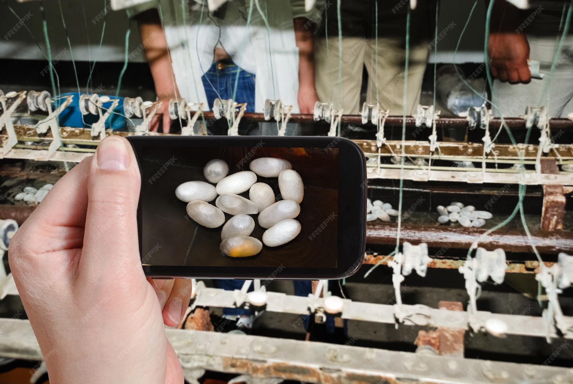 Premium Photo | Tourist taking photo of extracting raw silk fibre Premium Photo | Tourist taking photo of extracting raw silk fibre