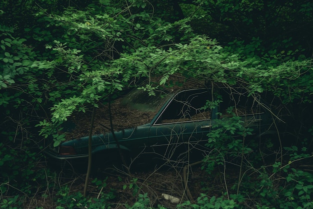 Tree growing tall car nearly hidden in foliage | Premium AI-generated image Tree growing tall car nearly hidden in foliage | Premium AI-generated image