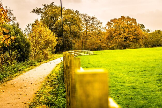 Premium Photo Trees On Grassy Field
