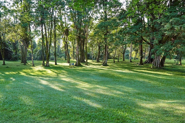 Premium Photo | Trees in rows in the park Premium Photo | Trees in rows in the park