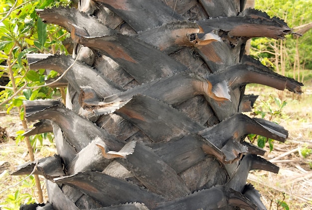 Premium Photo | Trunk detail of palm tree Premium Photo | Trunk detail of palm tree