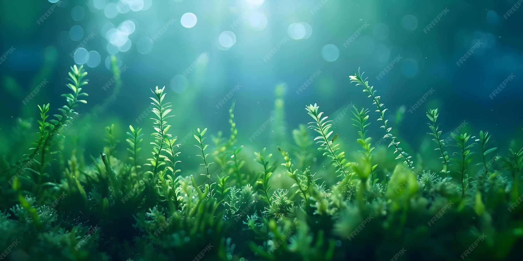 Underwater plants in blue carbon ecosystems sequester carbon aiding in ... Underwater plants in blue carbon ecosystems sequester carbon aiding in ...