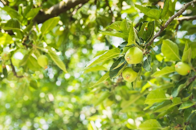 Premium Photo Unripe Green Apples Orchard Young Apple Tree Ripe Fruit