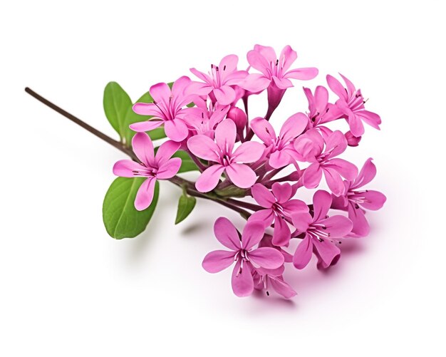 Premium Photo | Valerian isolated on white background Premium Photo | Valerian isolated on white background