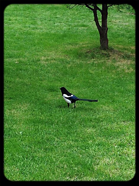 Premium Photo View Of Grassy Field